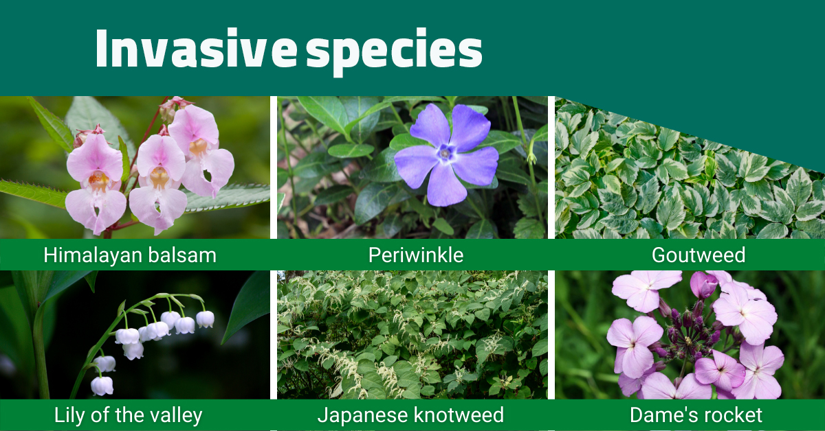 Invasive plant - Understanding and Managing